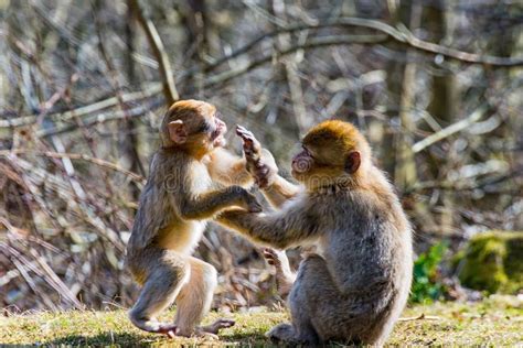 Two Monkeys Fight On A Rock In The Park Against The Background Of The