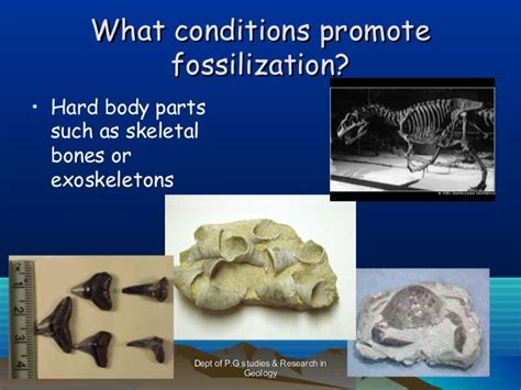 Fossils And Fossilization