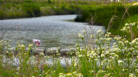 100 Gratis Videoer Hd Og 4k Klipp Av Nakne Jenter Og Jenter Pixabay