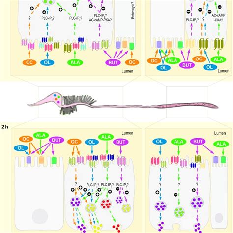 Schematic Illustration Showing The Time And Region Dependent Activation Download Scientific