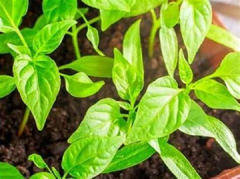 Нестача бору або занадто холодний ґрунт як зрозуміти чого не вистачає розсаді Читайте на Ukr Net