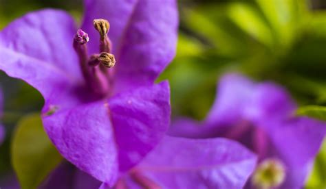 7 Beautiful Colors Of Bougainvillea Crate And Basket