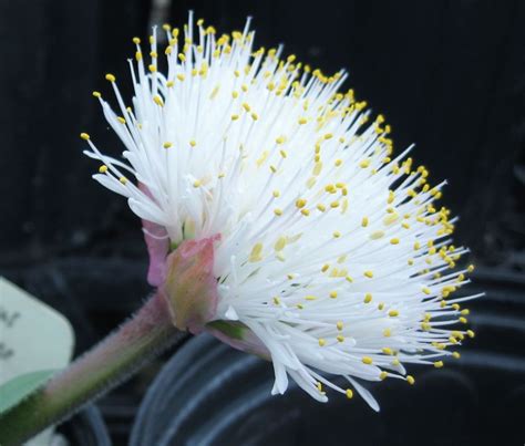 Гемантус (150 фото цветка): уход и выращивание в домашних условиях