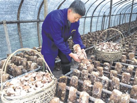 台州乃至省内最大的双孢蘑菇种植产销基地落户温岭箬横