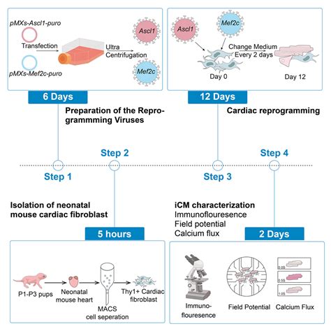 Cell Press Star Protocols