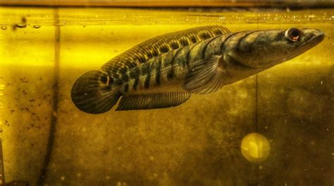 Lost For 80 Years Rare Chel Snakehead Fish Found In Indias Himalayas