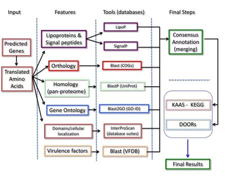 Ppt Predicted Genes Powerpoint Presentation Free Download Id2079067