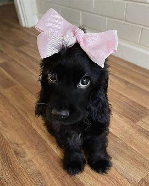 Cocker Spaniel Place On Instagram 👫 Tag A Friend⠀sweeter Than Honey 🍯