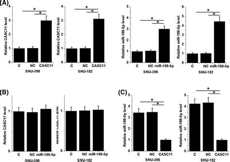 CASC11 Overexpression Caused Down Regulation Of MiR 188 5p Comparing