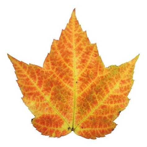Leaf2 Leaflets Photo 29913839 Fanpop