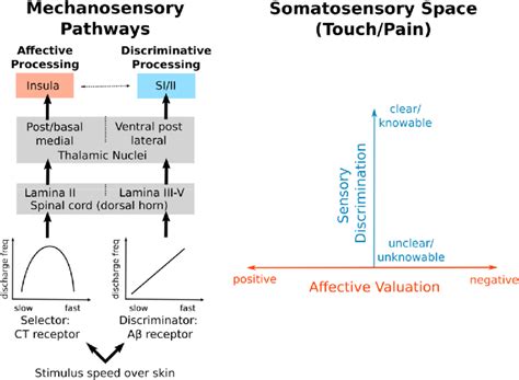 Illustrated On The Left Is A Schematic Model Of Affective And Download Scientific Diagram