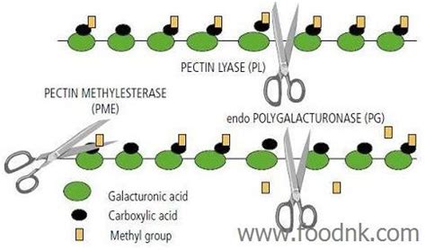 Phụ Gia Pectine Protopectin Enzyme Pectinase Và Các ứng Dụng