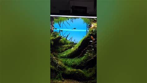 2자어항 물멍 60 45 45 Aquaplantstank 물멍 수초어항 수초항 어항 어항꾸미기 열대어키우기 Aquascaping Aquascaper