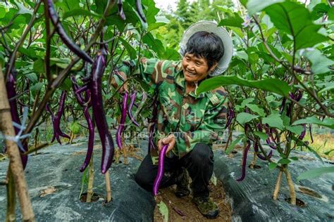 浙江临安采收高山蔬菜 人民图片网