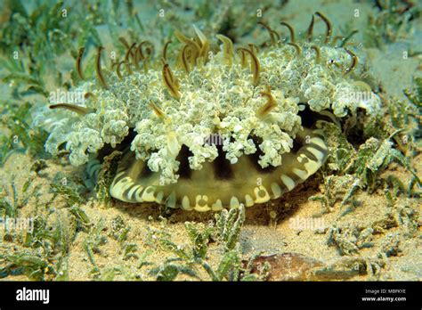 Upside Down Jellyfish
