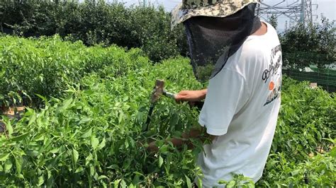 농부의 휴일 쓰러진 고추 세우고 물놀이 하기 Youtube