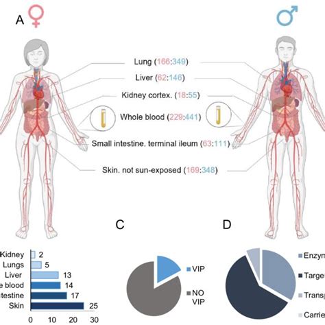 Sex Biases Pharmacogenes Identified In Key Tissue Implicate In Drug Download Scientific Diagram