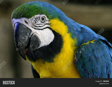 Pretty Polly Image And Photo Free Trial Bigstock