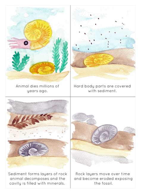 Fossil Formation Sequencing Flashcards By Teach Simple