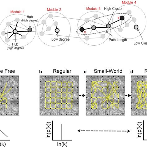 Classification Of The Neural Network Connections A Structural