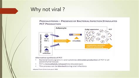 Procalcitonin Pptx