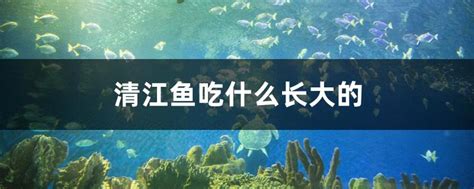 清江鱼吃什么长大的 鱼百科