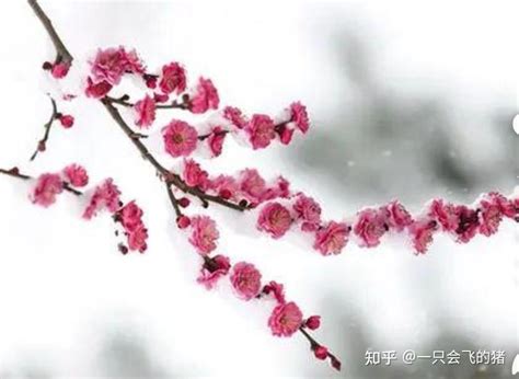 不经一番寒彻骨怎得梅花扑鼻香 知乎