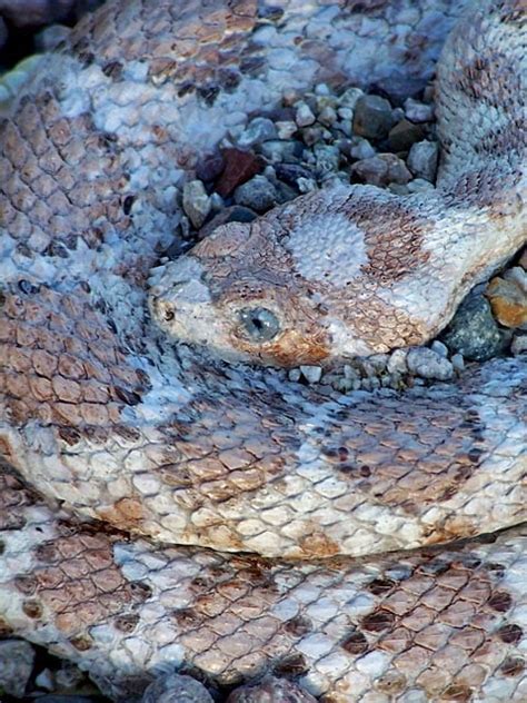 Project Gallery Faux Finesse