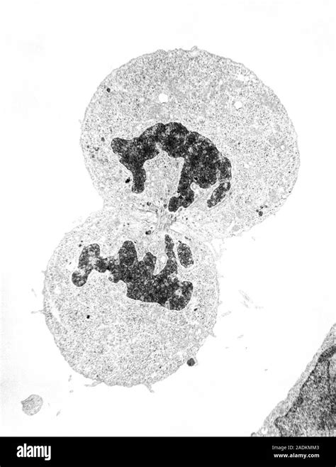 Cytokinesis Microscope