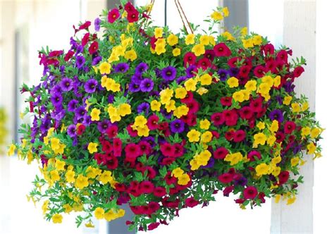 Ампельные цветы для кашпо свисающие и неприхотливые для комнаты и сада фото и названия растений