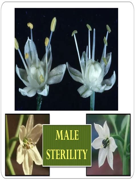 Ppt 9 Male Sterility And Self Incompatibility By Dr Sk Sinhapdf