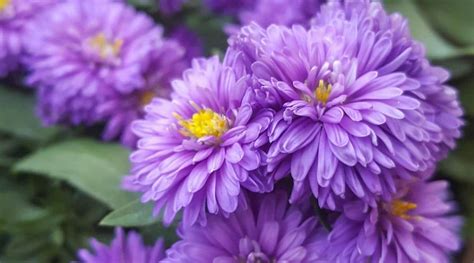 Perennial Purple Flower With Yellow Center Best Flower Site
