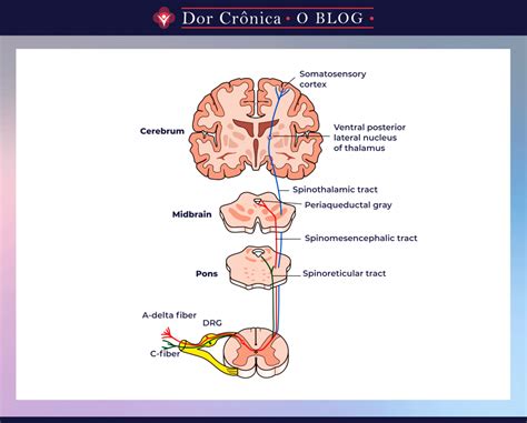 Anatomia E Fisiologia Da Dor Dor Crônica O Blog