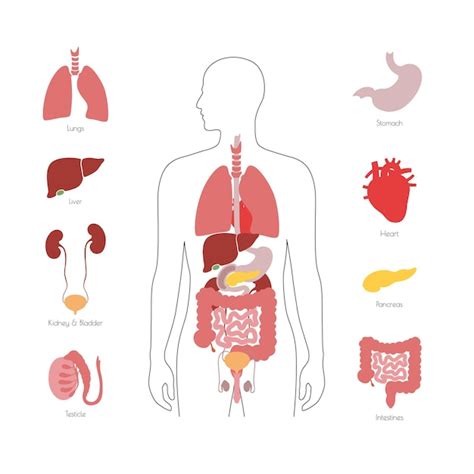 Premium Vector Human Internal Organs Vector