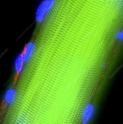 Striated Muscle Fibre Stock Image P Science Photo Library