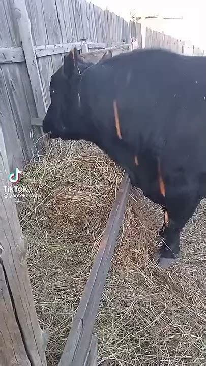 Откорм бычков Youtube