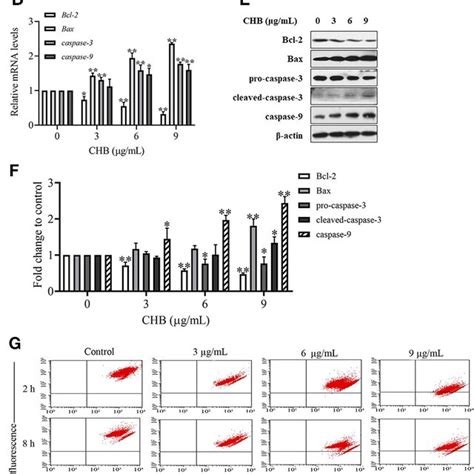 Chb Induces Apoptosis In B16f0 Cells Cells Were Treated With Chb 3
