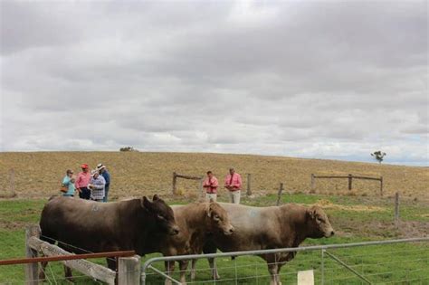 2023 Green Triangle Murray Grey Sale Catalogue By Eldersnaracoorte Issuu