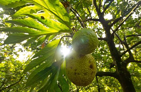 Researchers Say Breadfruit Could Be The Next Superfood