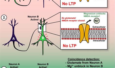 Infographics Knowing Neurons