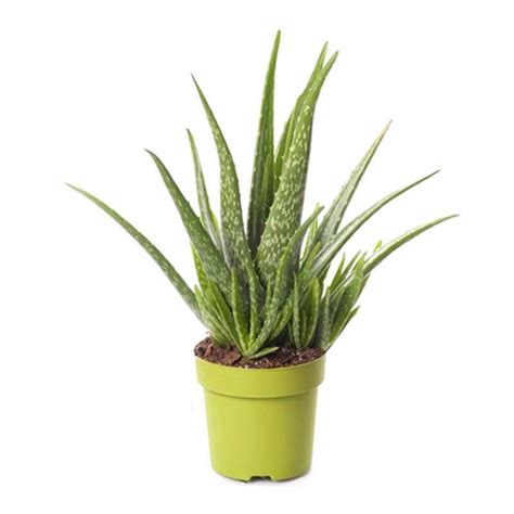 Алоэ Вера или Алоэ древовидное столетник в продаже Киев