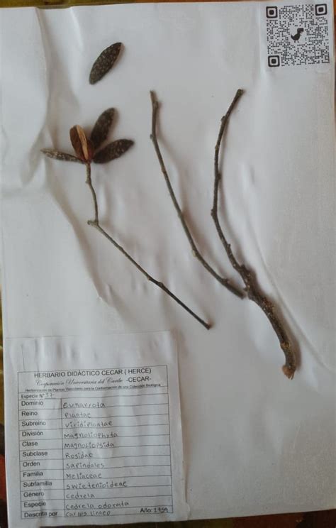 Herbario Didáctico Cecar Herce Cedrela Odorata Cedro