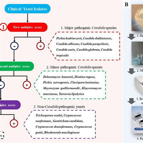 The Workflow Of Yeast Panel A The Identification Strategy Used If