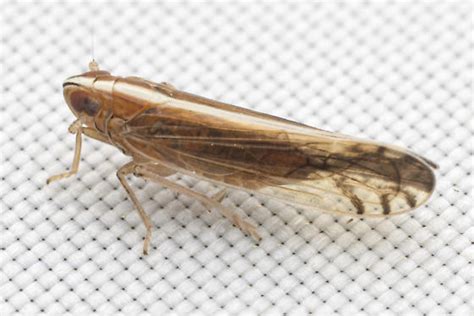 Stenocranus Bugguidenet