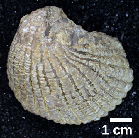 Cretaceous Bivalves Gallery Sam Noble Museum