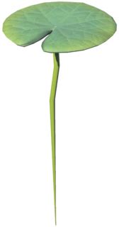 Lily Pad Zelda Wiki