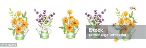 수채화 세트 라벤더 클립 아트입니다 금속 물을 수있는 라벤더 꽃다발 라벤더와 카모마일 꽃 해바라기 데이지와 꿀벌의 구성 손 그림 꽃 식물에 대한 스톡 벡터 아트 및 기타