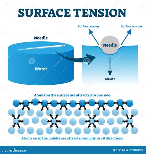 Surface Tension Explanation Vector Illustration Diagram Cartoondealer