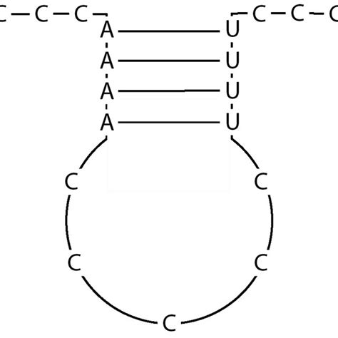 Arc Diagram Of RNA Folding Left And An Arc Diagram Of RNA Folding Download Scientific Diagram