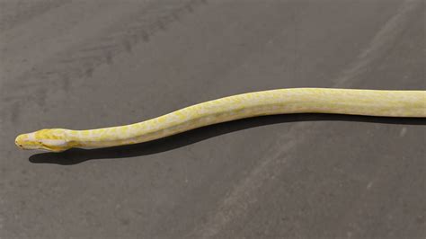 3d model python worm vr ar low poly rigged cgtrader